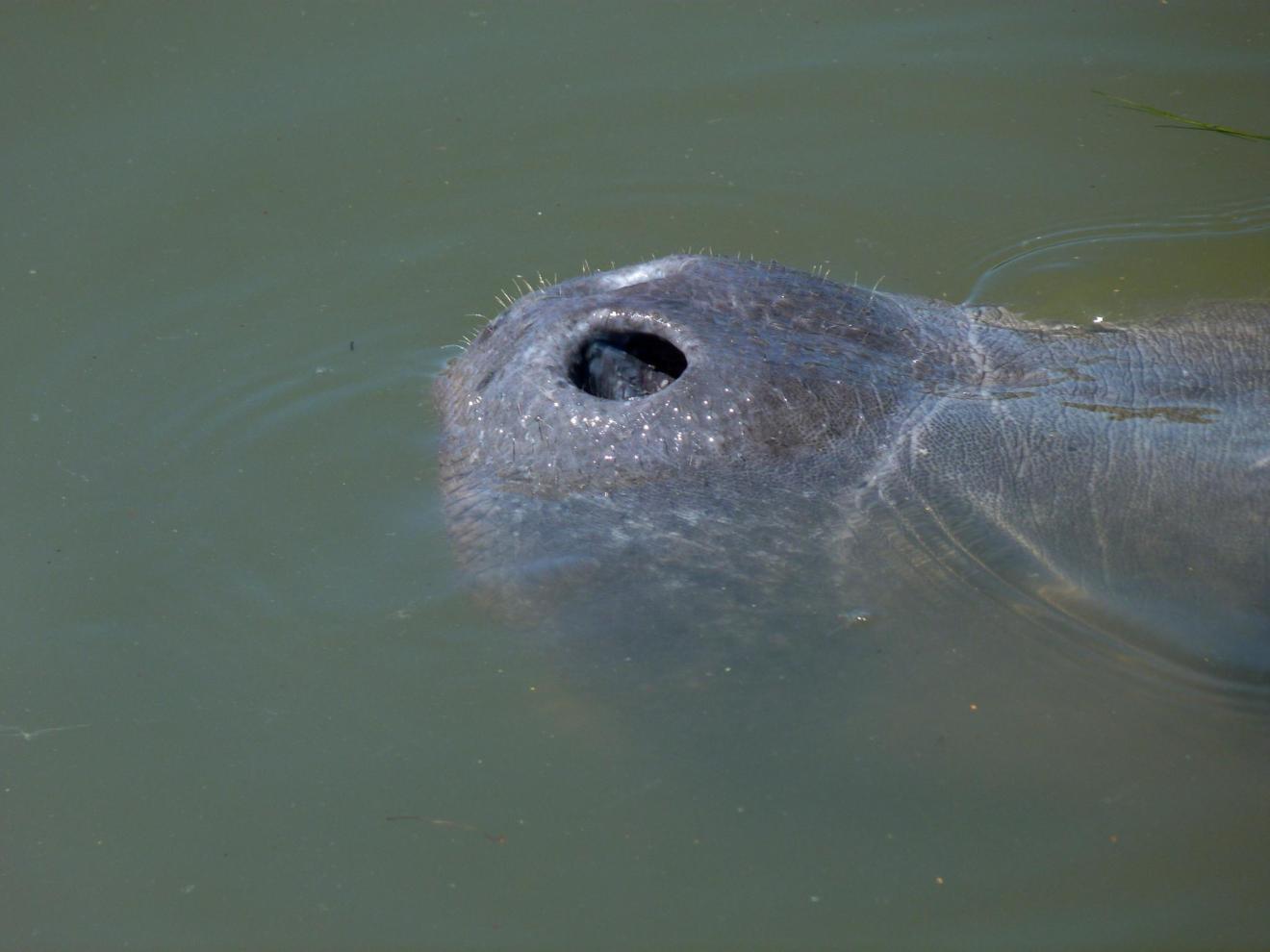 The Trouble with Manatees | RVLuckyOrWhat